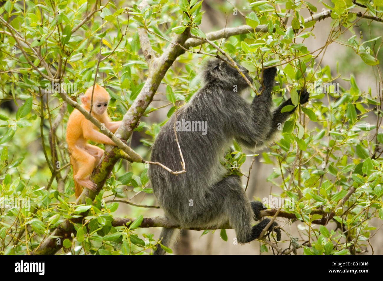 Silver Leaf Monkey Bako National Park High Resolution Stock Photography ...