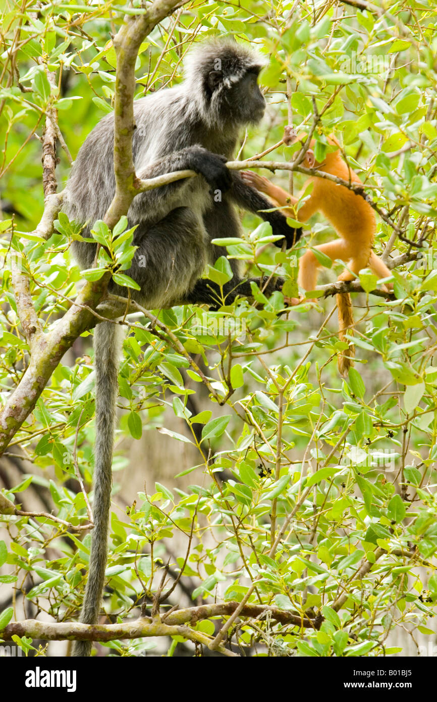 Silver Leaf Monkey (Trachypithecus cristatus) and offspring in tree ...