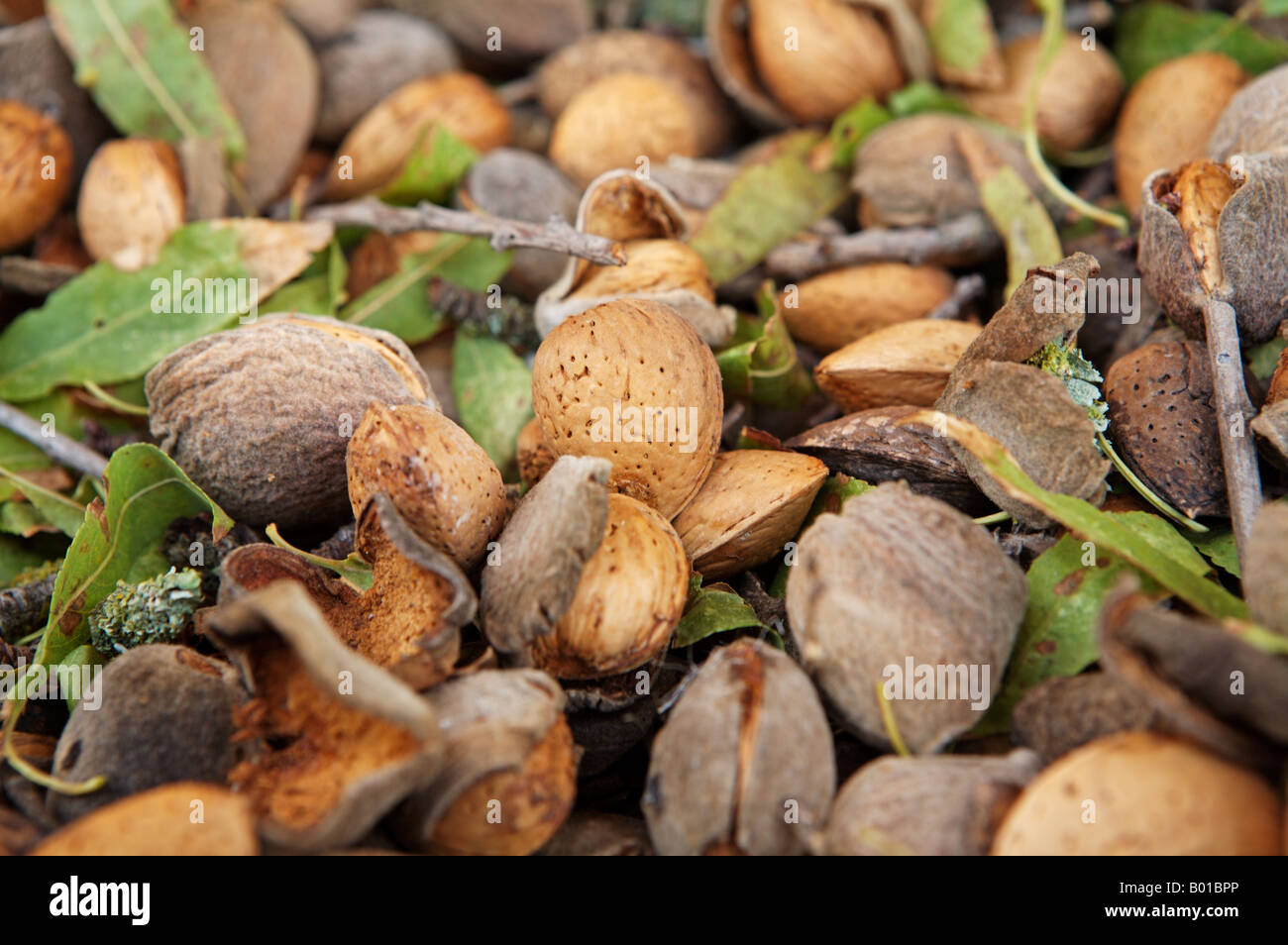 ripe almonds in their infancies, common name: almond, latin name ...