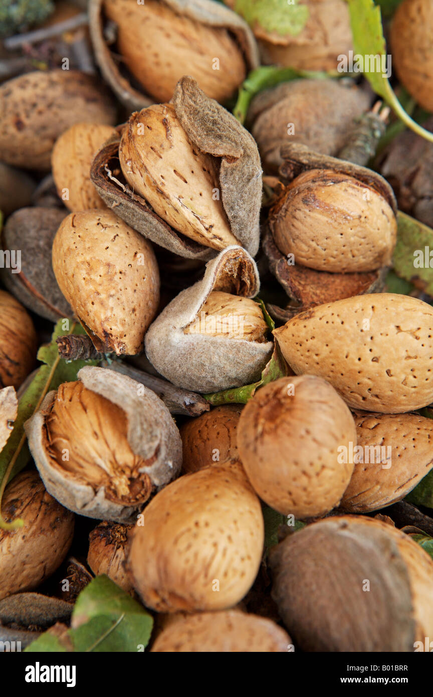 Common almond prunus dulcis hi-res stock photography and images - Alamy