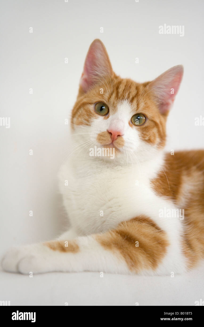 Portrait of a red and white tabby cat Stock Photo - Alamy