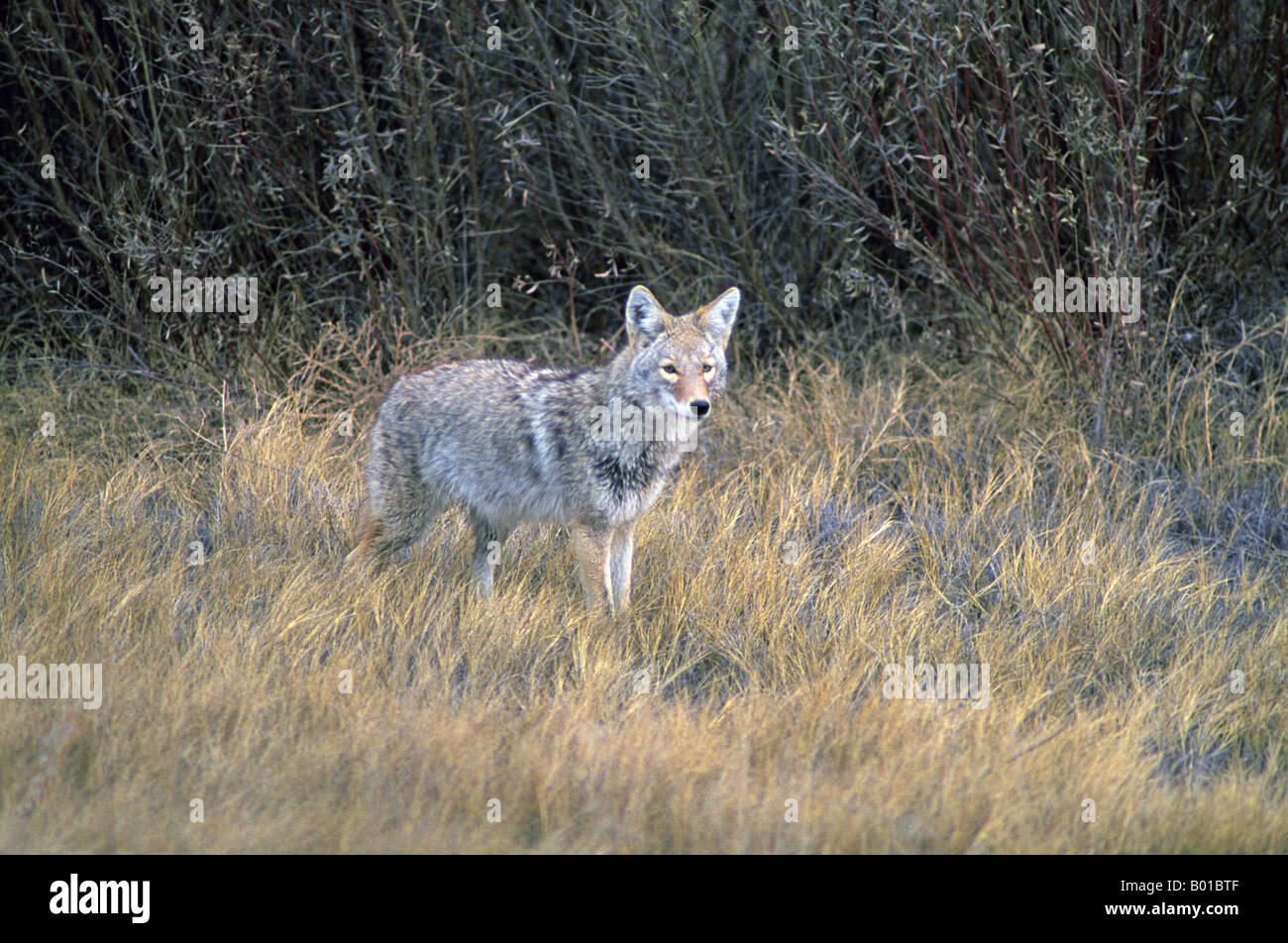 Coyote With Rabbit High Resolution Stock Photography and Images - Alamy