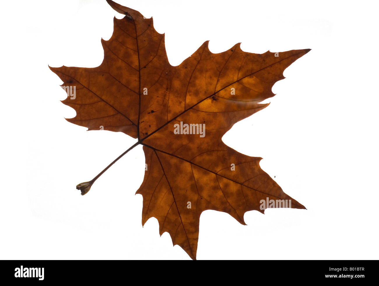 leaf isolated in a white background Stock Photo - Alamy