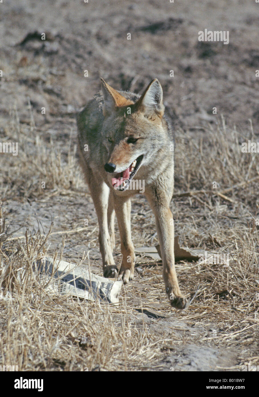 Canis latrans rabbit hi-res stock photography and images - Alamy