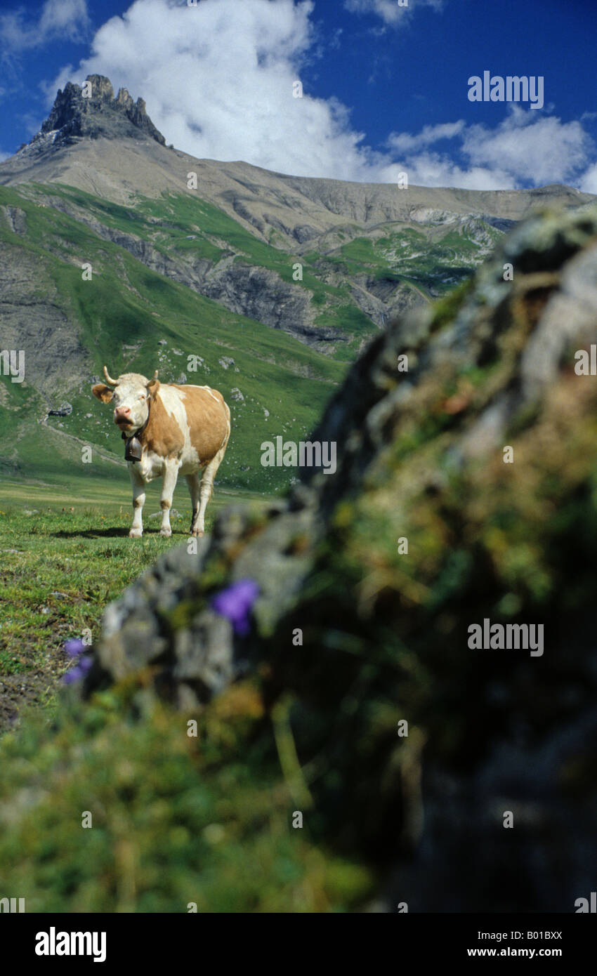 Cow, Bernese Oberland, Switzerland Stock Photo - Alamy