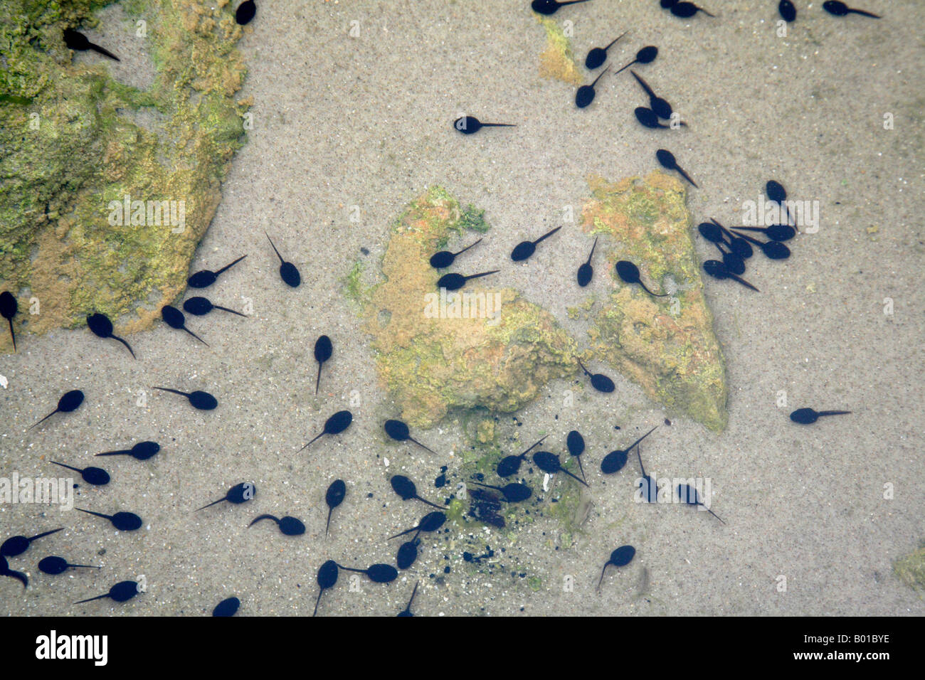Toad tadpoles in a rock pool on the Northeast coast of England Stock ...