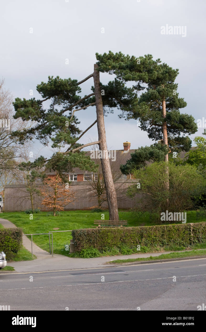 A portrait photograph of a single tree (5 Stock Photo - Alamy