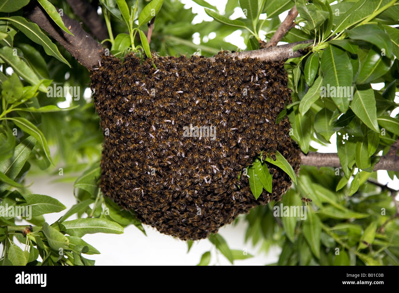 Swarm of honey bees Stock Photo - Alamy