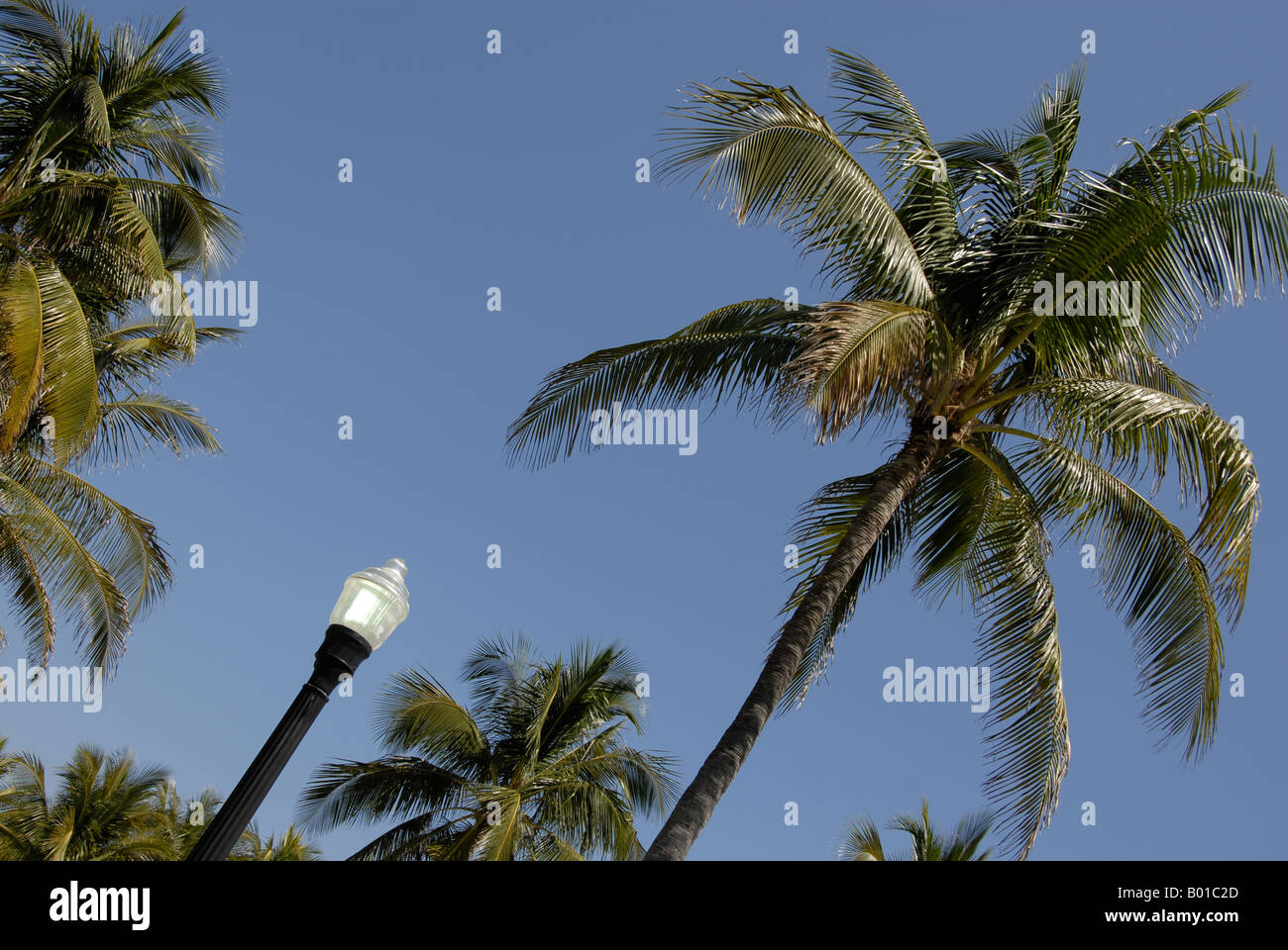 Slanted palm trees hi-res stock photography and images - Alamy