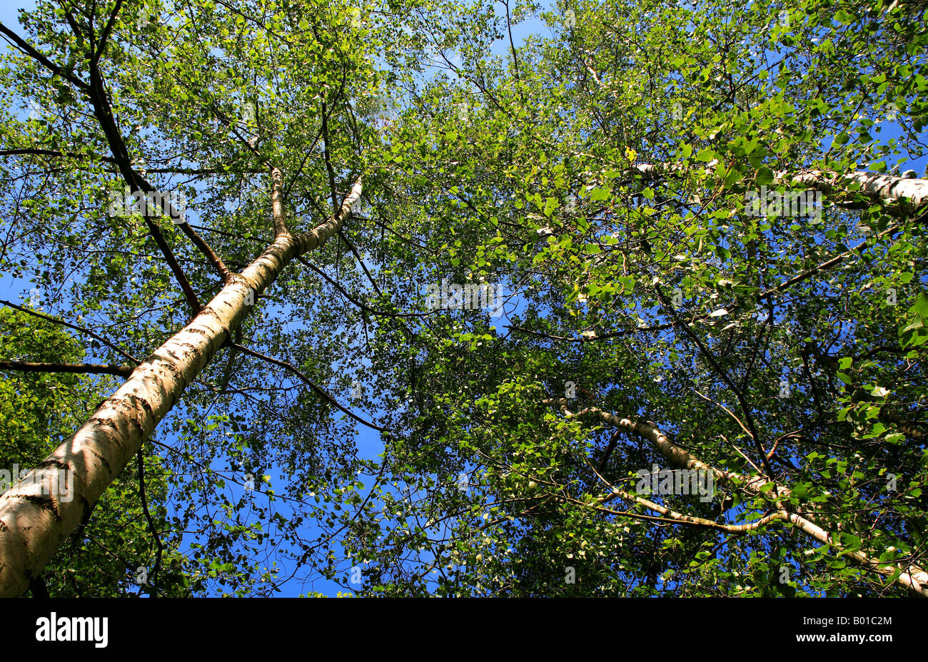 Birch trees England Stock Photo - Alamy
