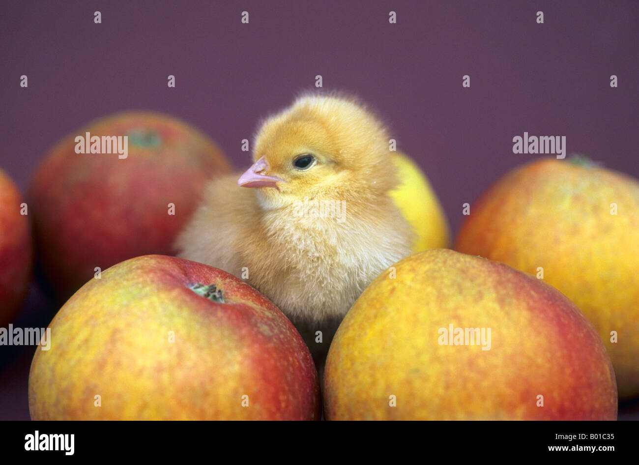 chick with apples Stock Photo - Alamy