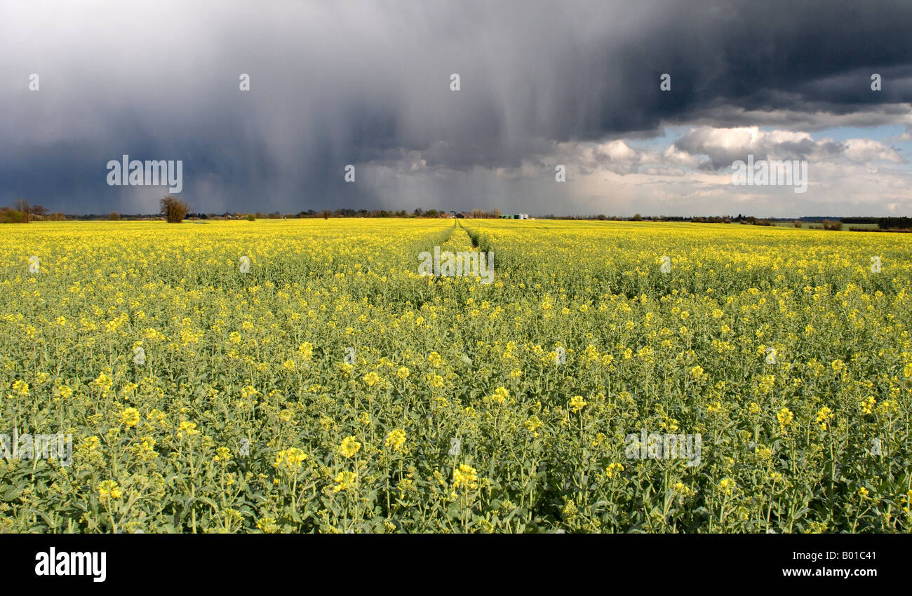 Stormy weather over field of rape Stock Photo - Alamy