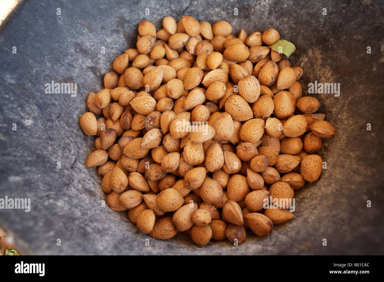 fresh almonds in a bowl, common name: almond, latin name: Rosaceae ...