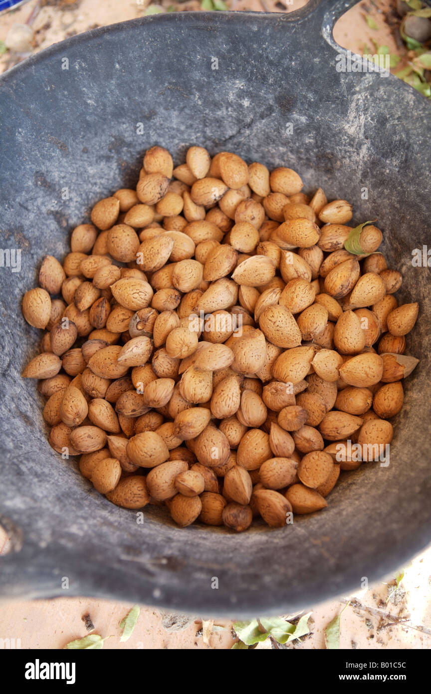 Common Almond Prunus Dulcis High Resolution Stock Photography and ...