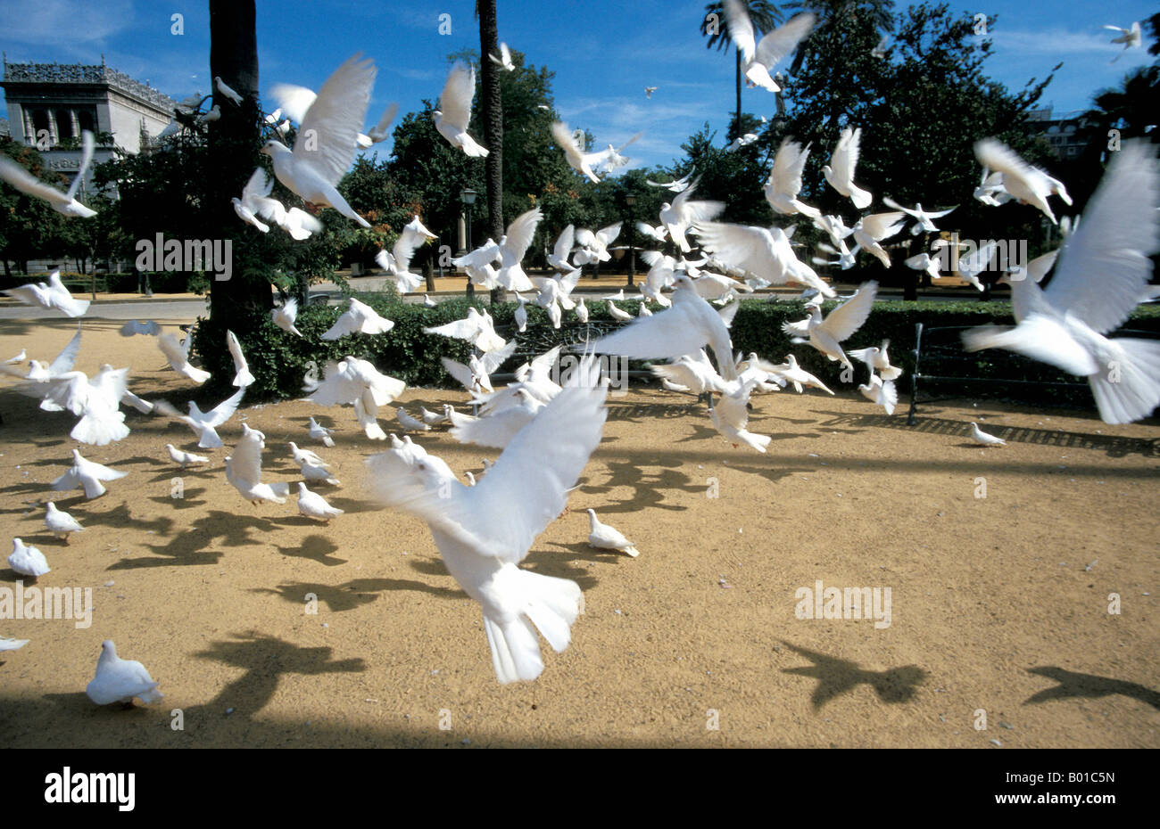 White pigeons taking off Stock Photo - Alamy