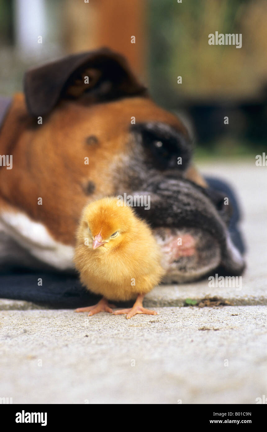 chick with boxer dog Stock Photo - Alamy