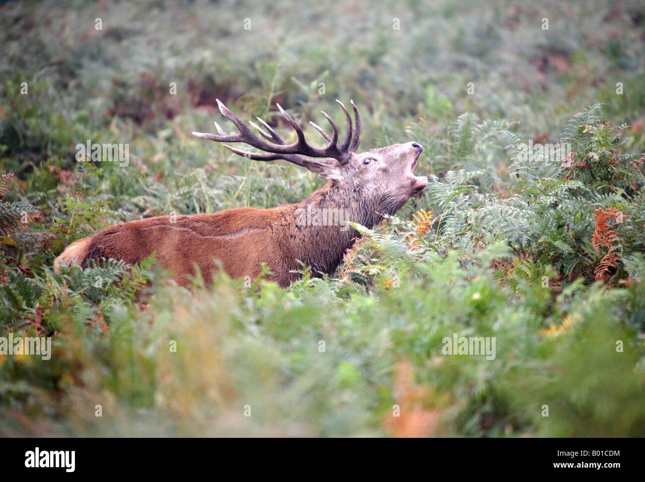 Annual deer rut hi-res stock photography and images - Alamy