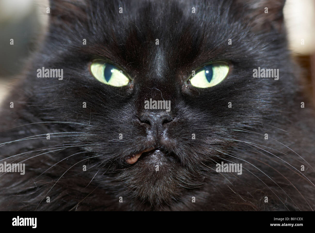 Elsinopholic hi-res stock photography and images - Alamy