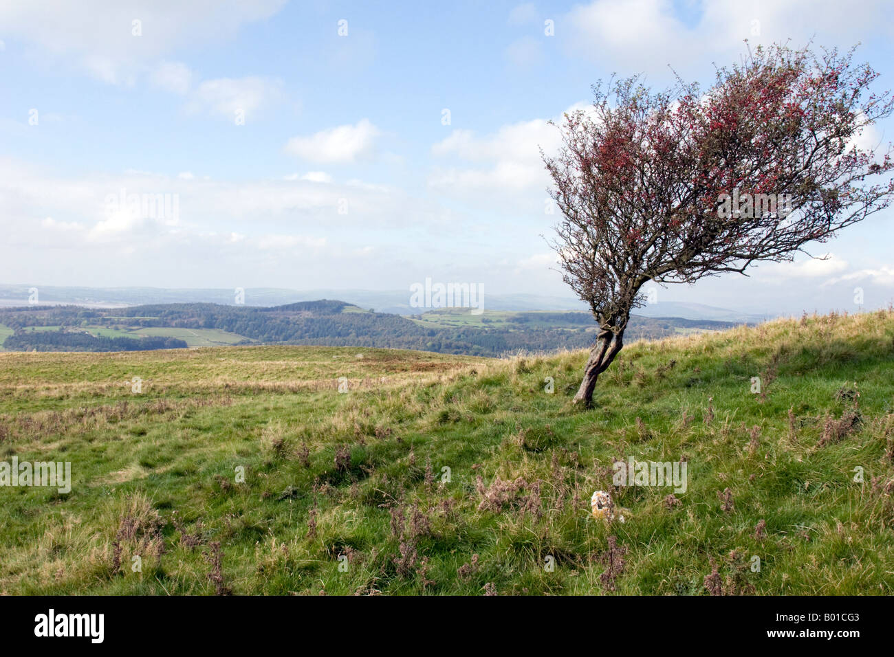 Wind blown tree hi-res stock photography and images - Alamy