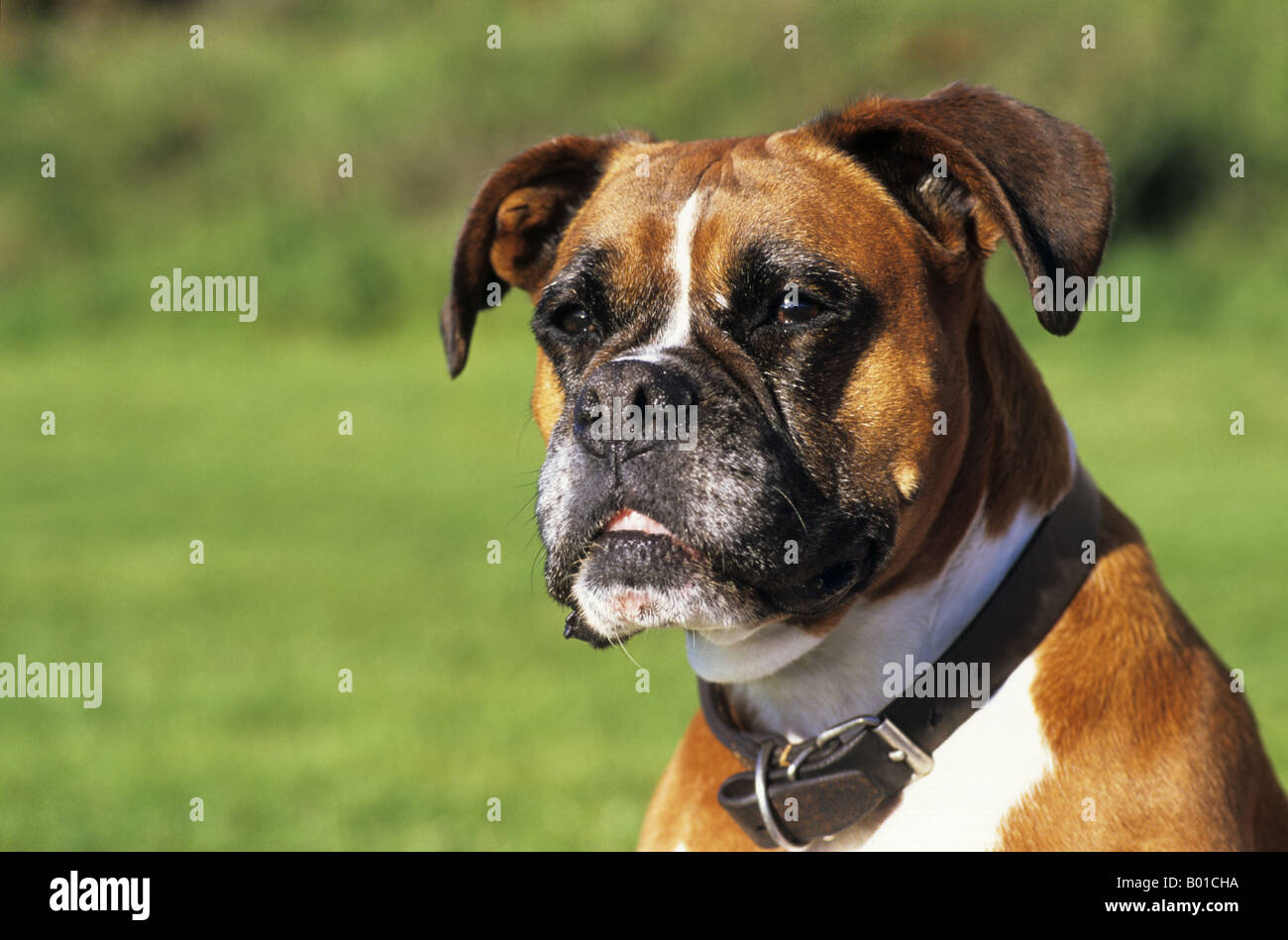 boxer dog cornwall dog belongs to photographer Stock Photo - Alamy