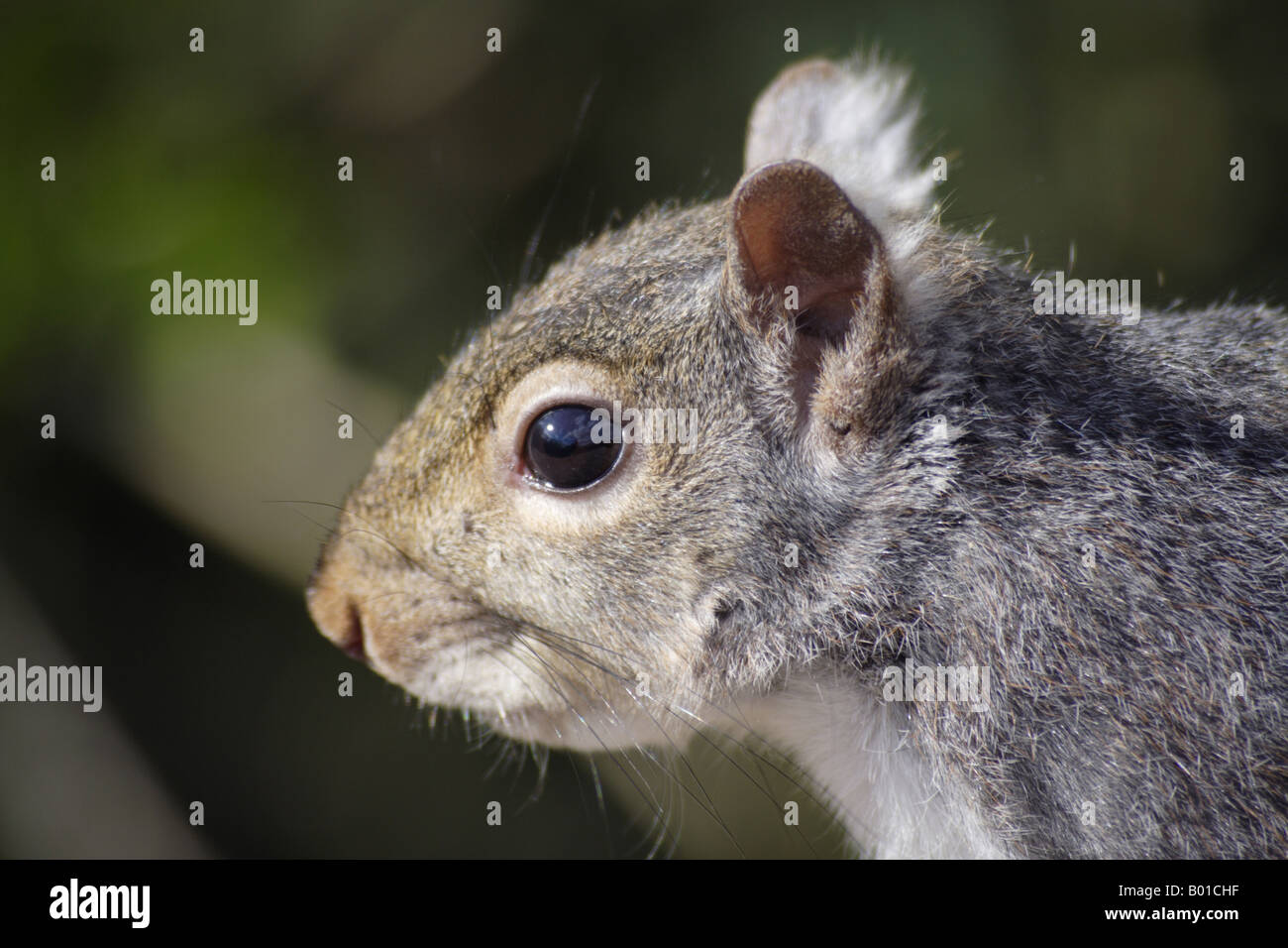 A Grey Squirrel Stock Photo - Alamy