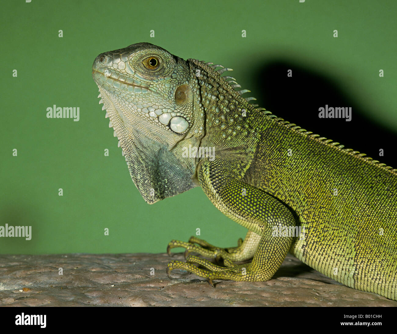 A giant green forest iguana iguana iguana a common large lizard Stock ...