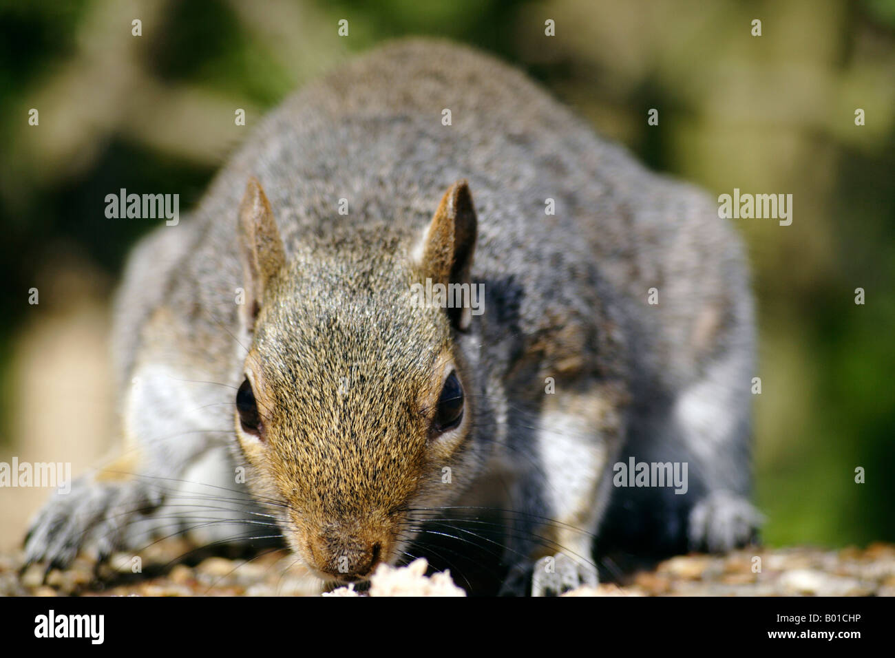 A Grey Squirrel Stock Photo - Alamy
