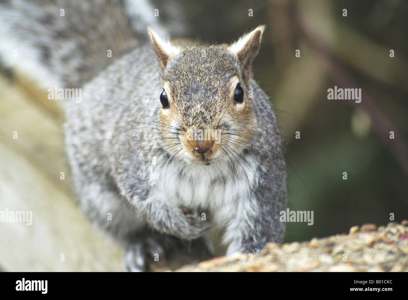 A Grey Squirrel Stock Photo - Alamy