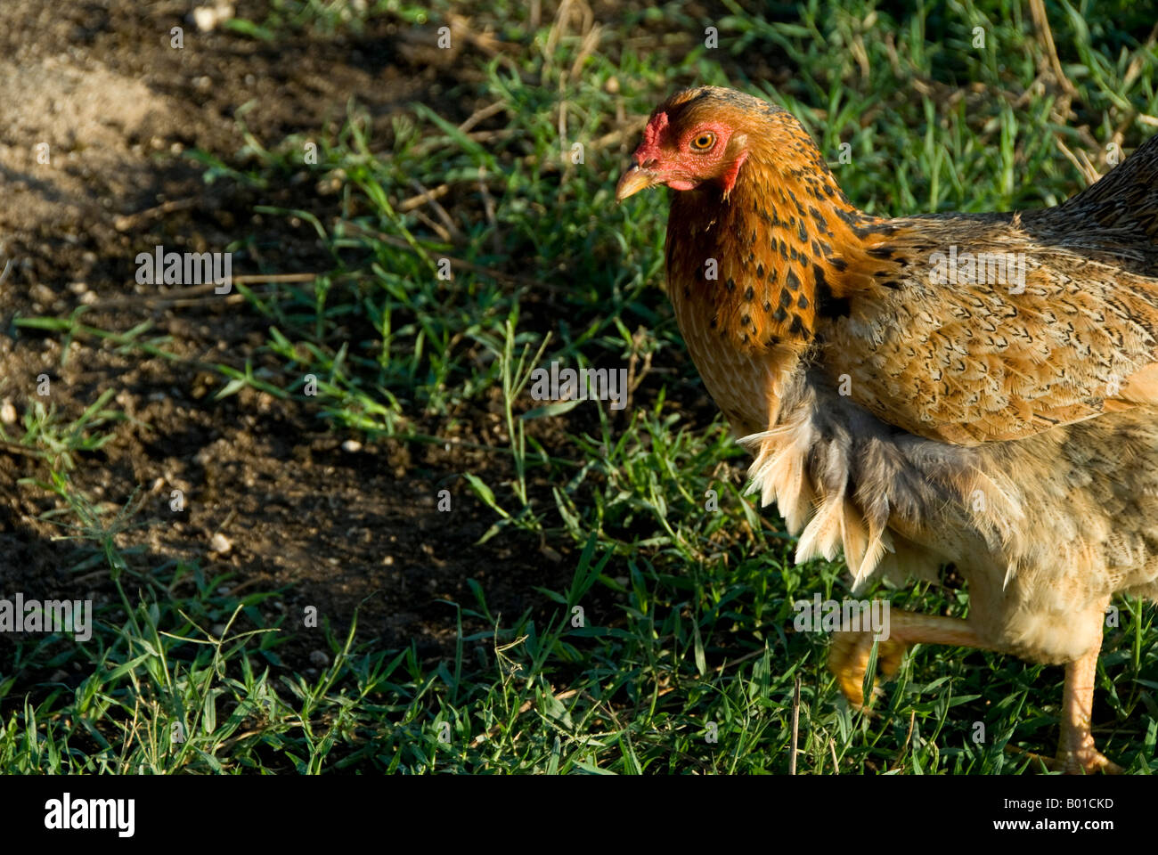 Chicken bird hi-res stock photography and images - Alamy