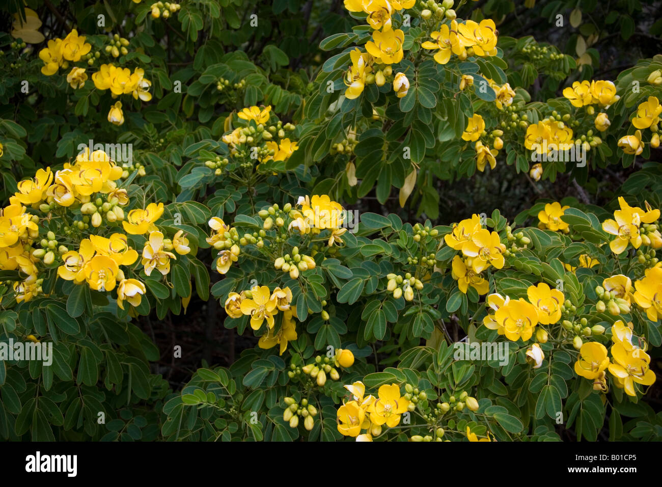 Yellow flowers New Zealand Stock Photo - Alamy