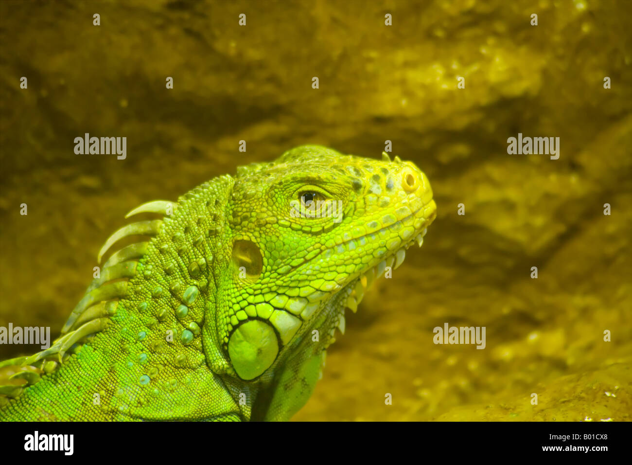 the green lizard in the zoo isolated Stock Photo - Alamy