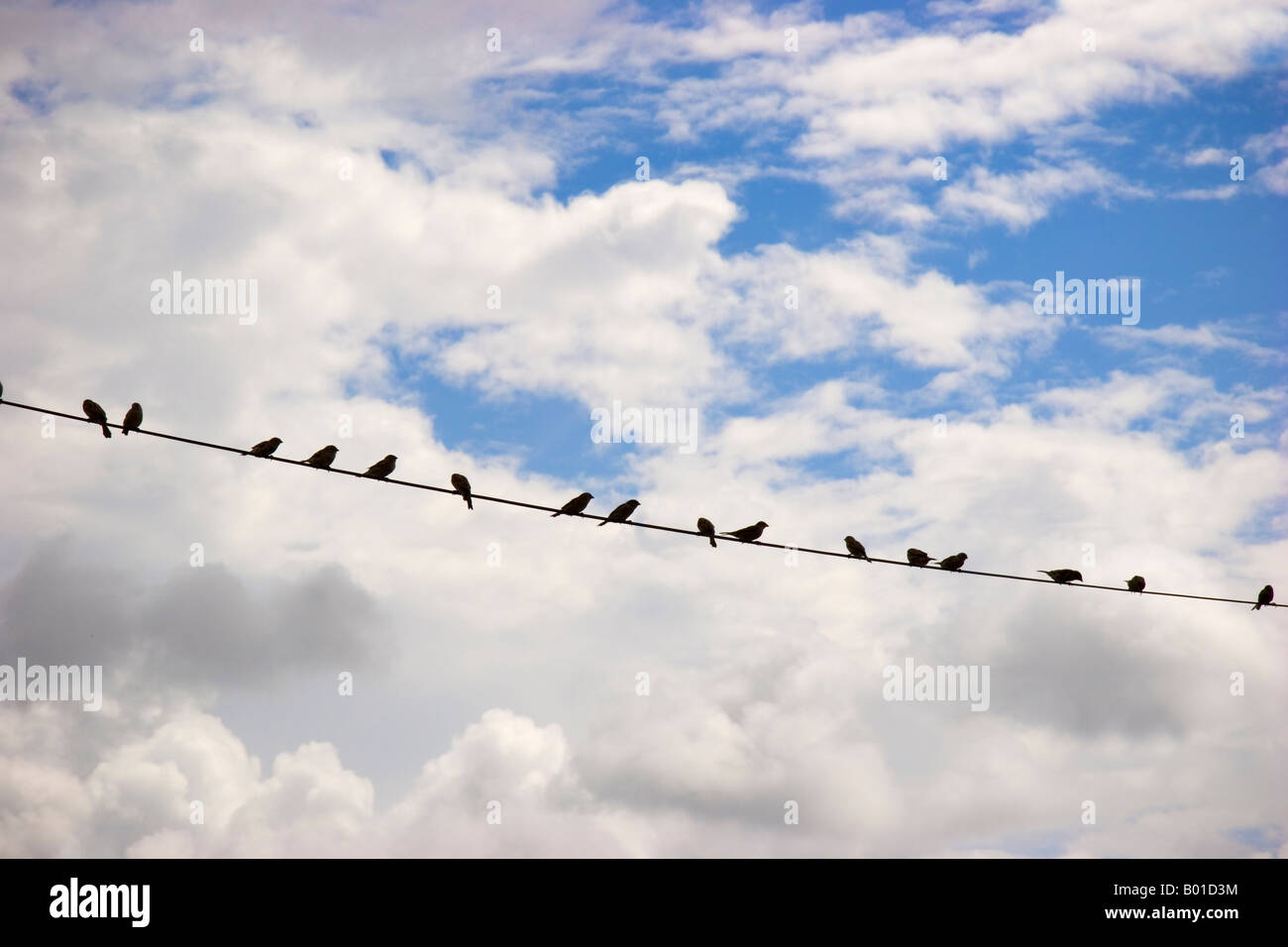 Birds on power cable New Zealand Stock Photo - Alamy