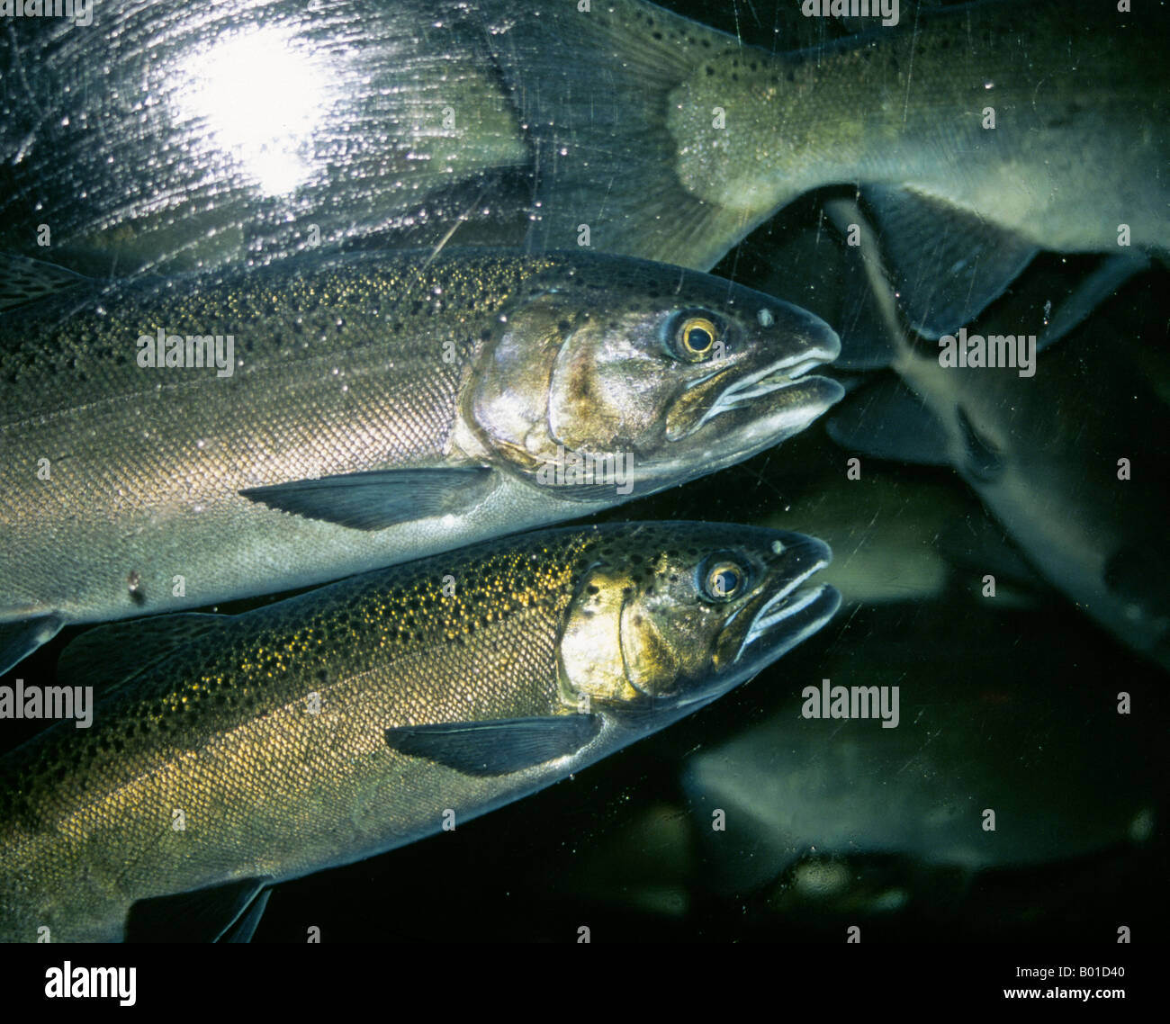 Chinook salmon washington hi-res stock photography and images - Alamy