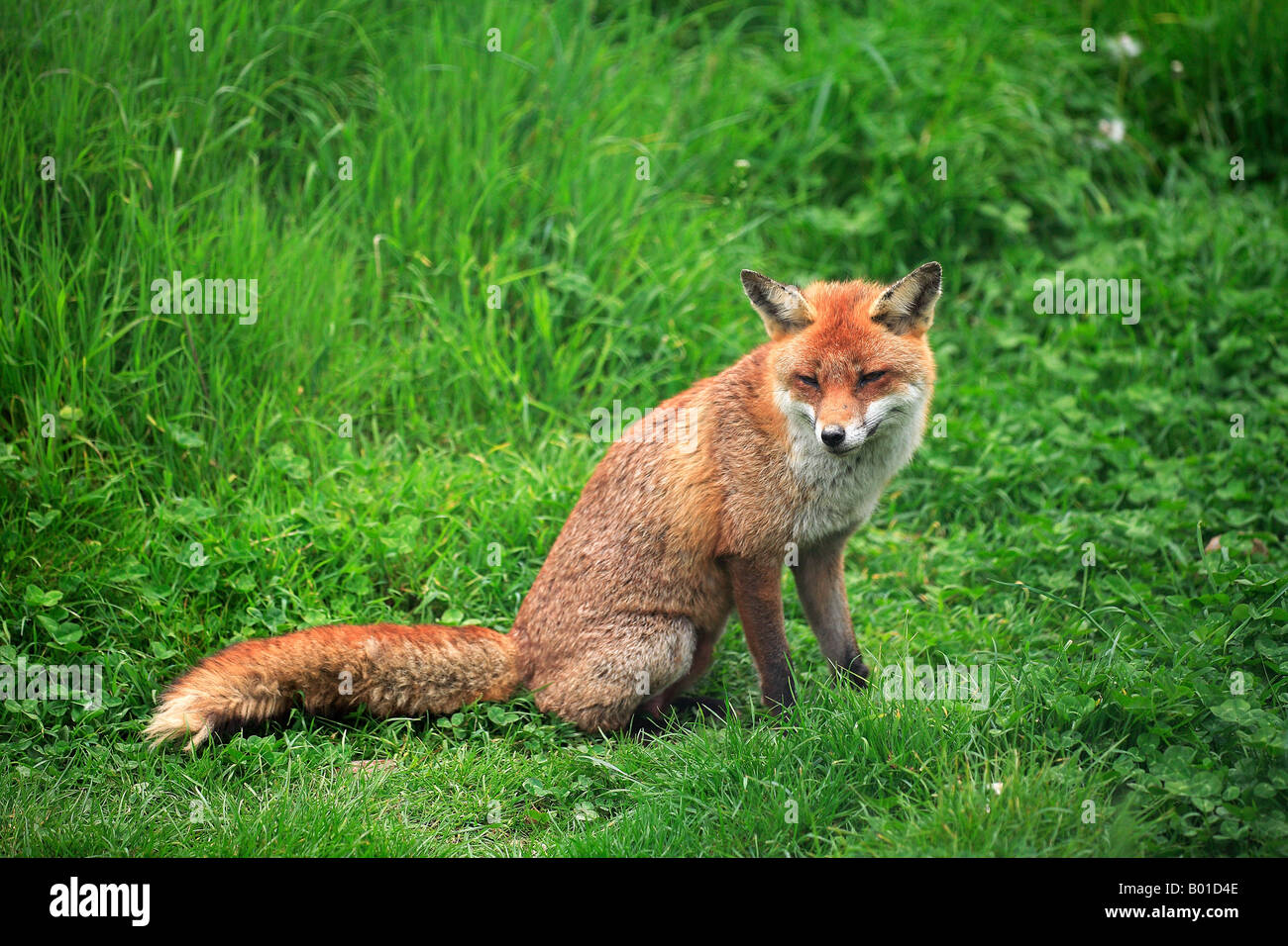 Red Fox Vulpes vulpes Surrey England Stock Photo - Alamy