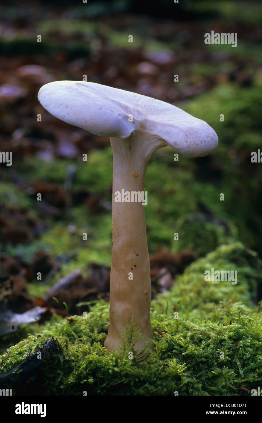 funnel cap fungus Clitocybe geotropa Stock Photo - Alamy