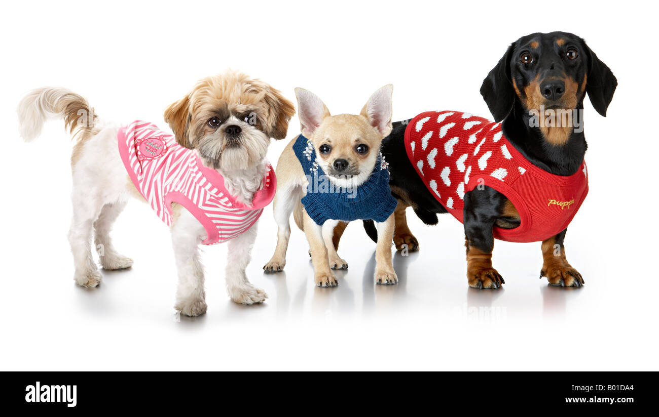 All about dogs show Cut Out Stock Images & Pictures - Alamy