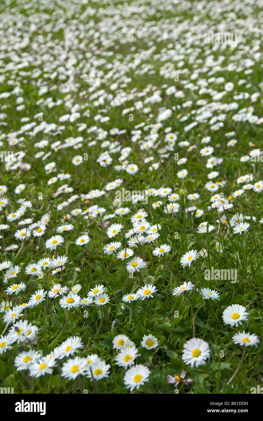 Daisies field hi-res stock photography and images - Alamy
