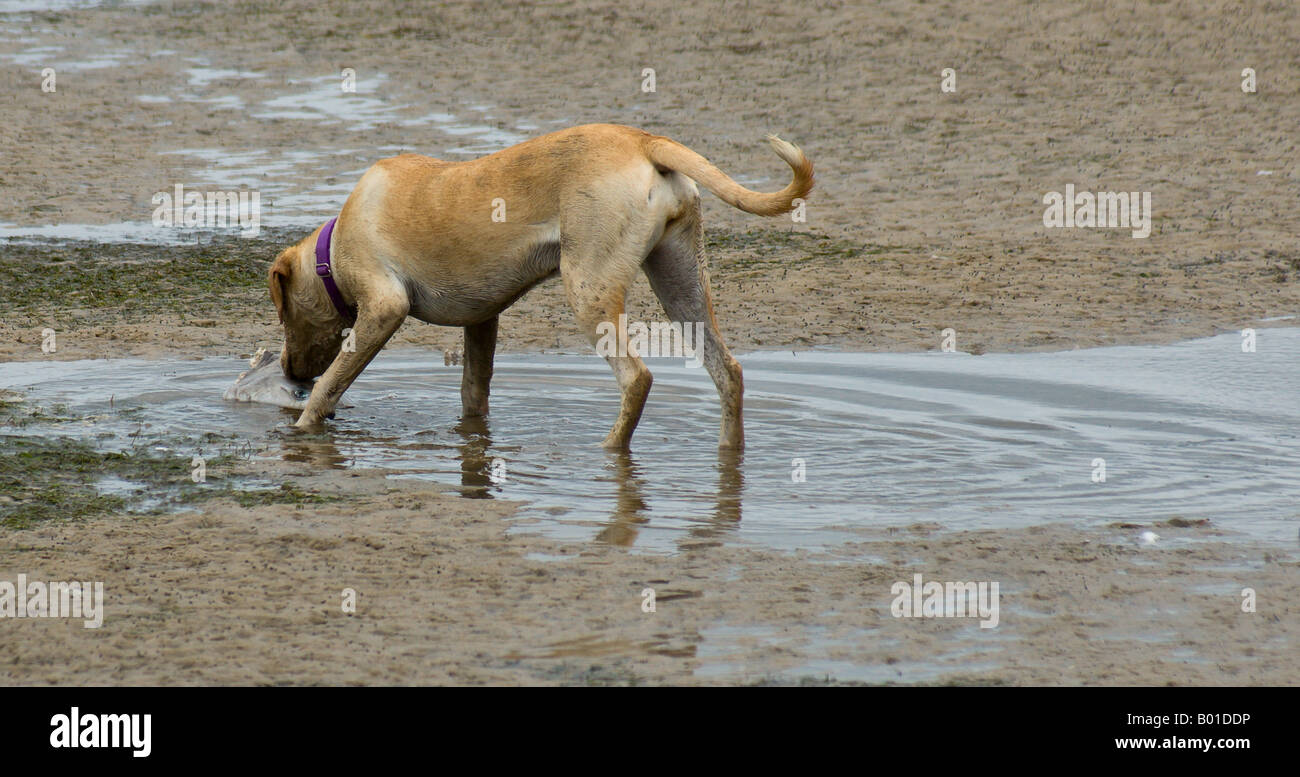 A dog checking out a sharks head on the beach Stock Photo - Alamy
