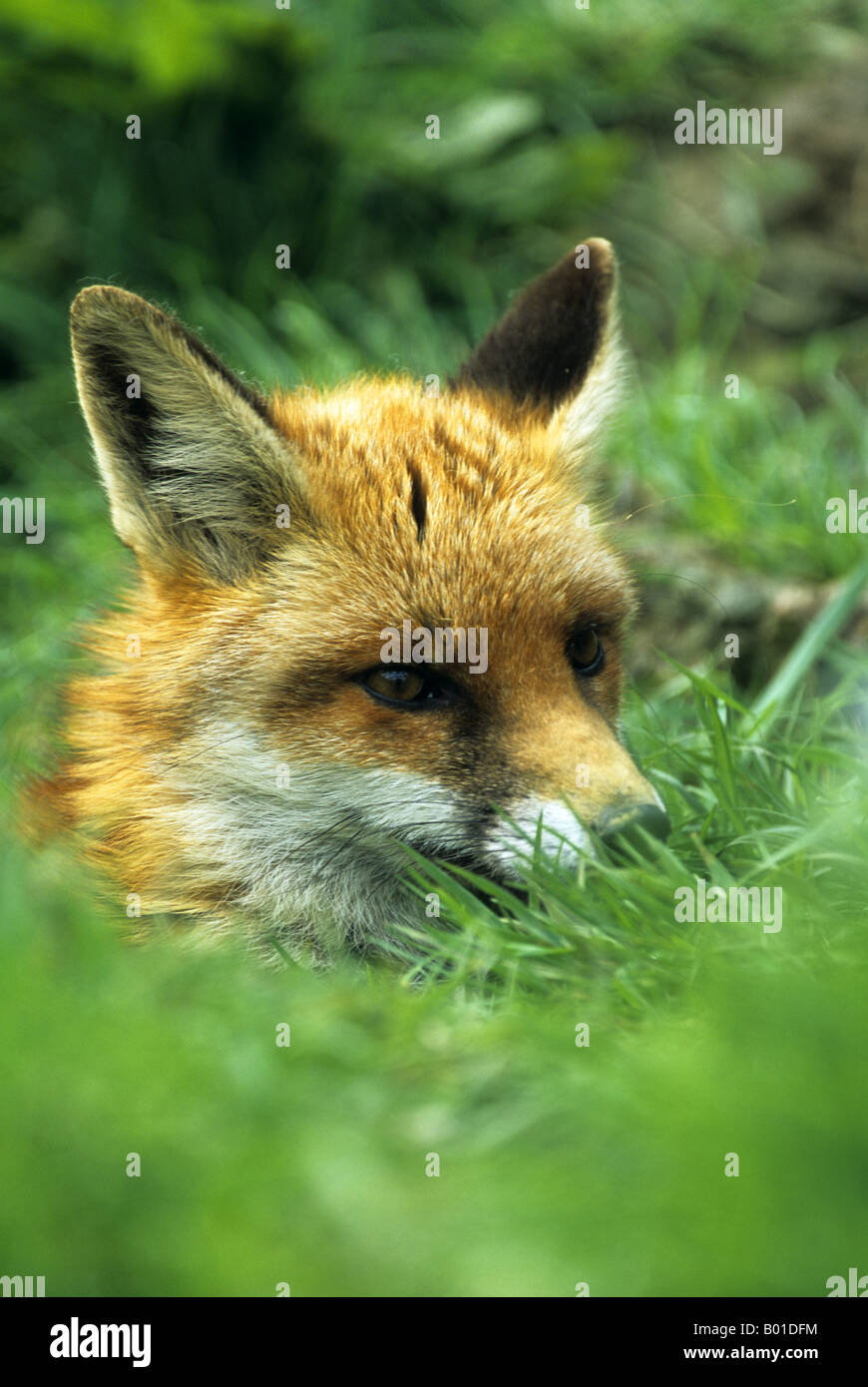fox Vulpes vulpes portrait Stock Photo - Alamy