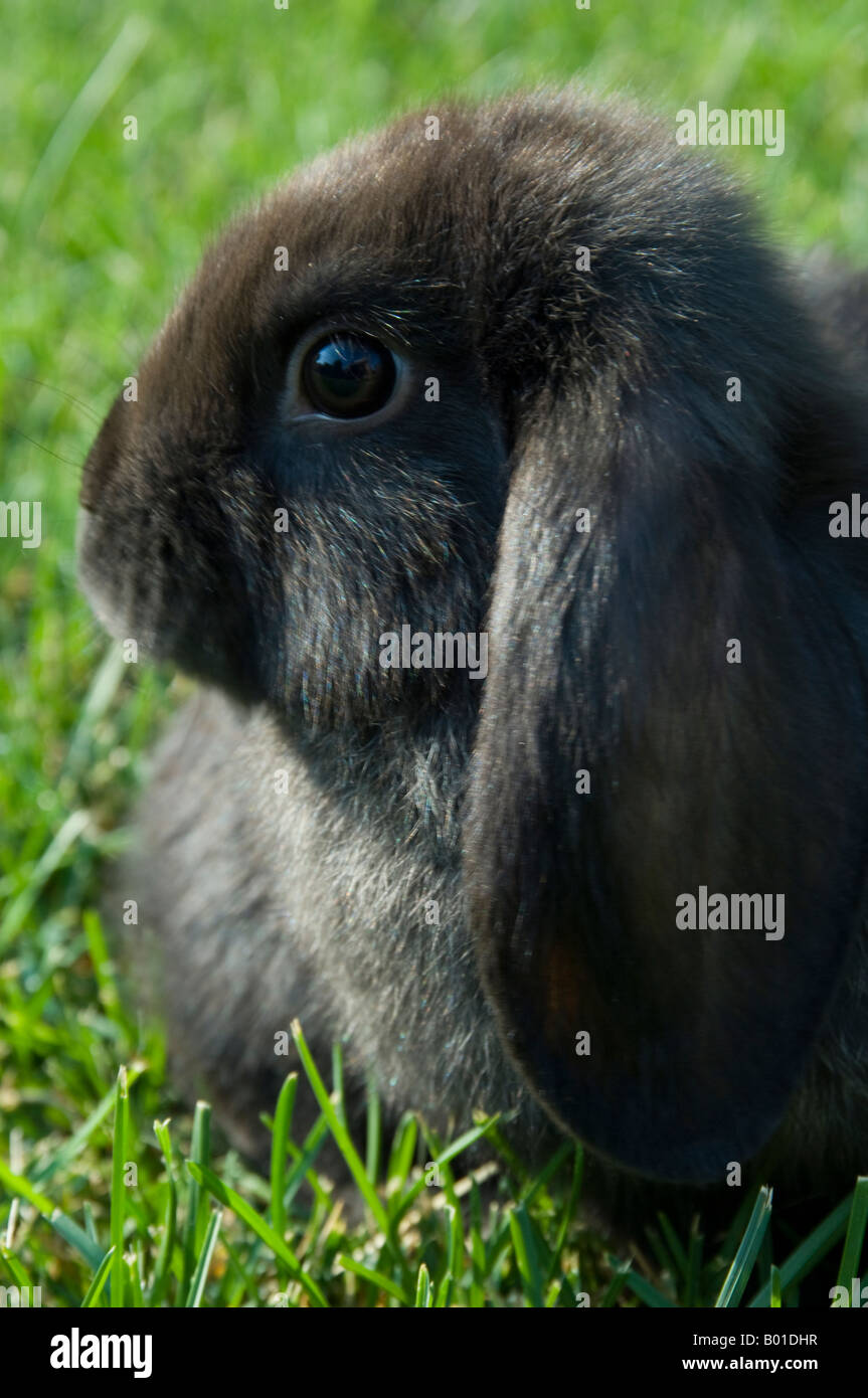 Black French Lop