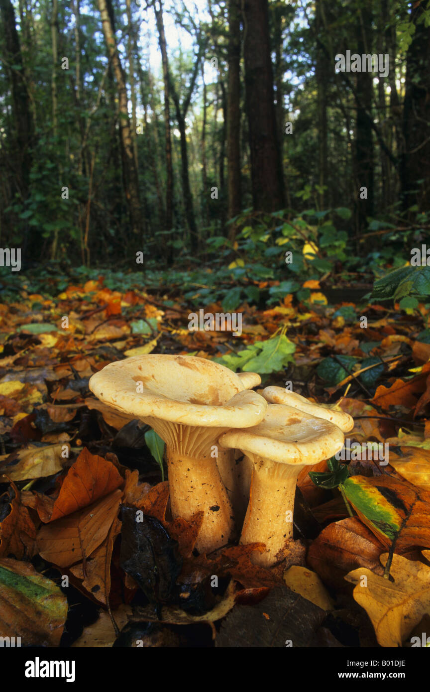 Common Funnel Cap High Resolution Stock Photography and Images - Alamy