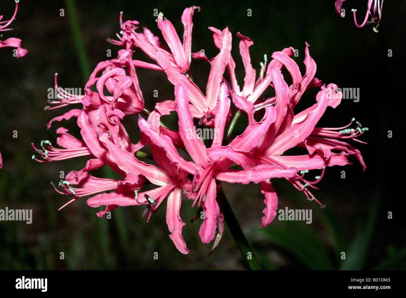 Guernsey lily nerine sarniensis hi-res stock photography and images - Alamy