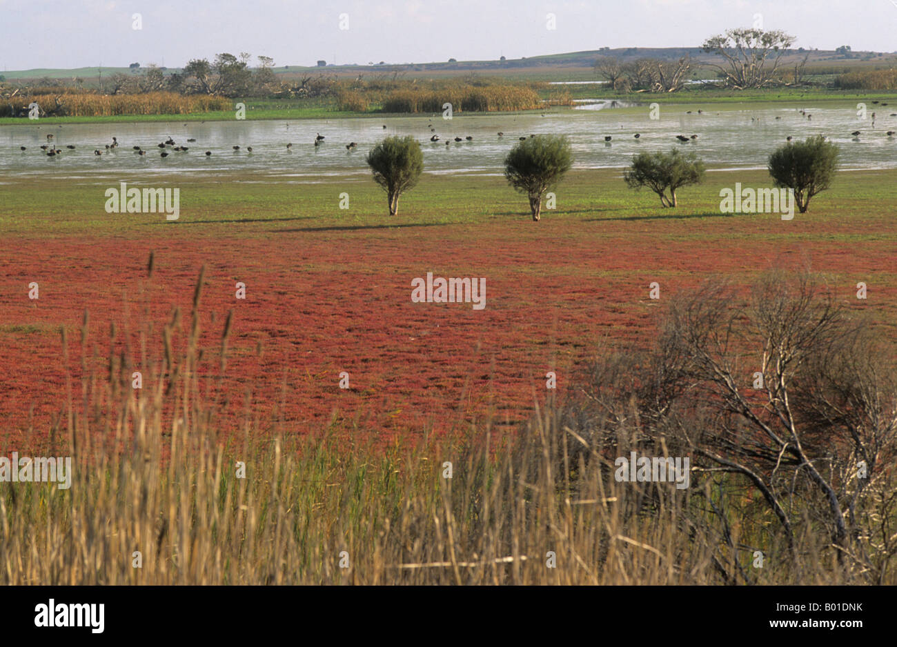 Wetlands Bool Lagoon South Australia Stock Photo - Alamy