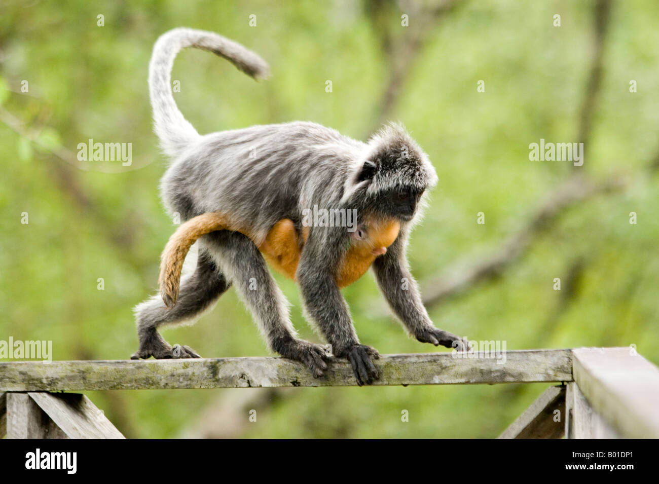 Silver leaf monkey bako national park hi-res stock photography and ...