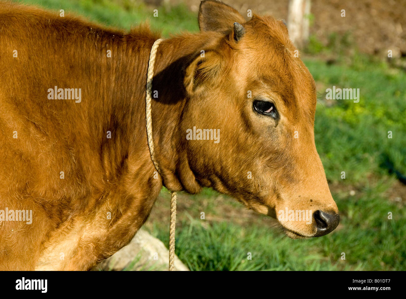 Portrait of a cow Stock Photo - Alamy