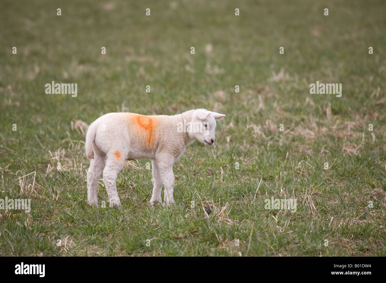 Scottish Spring Lamb, Scotland uk Stock Photo - Alamy