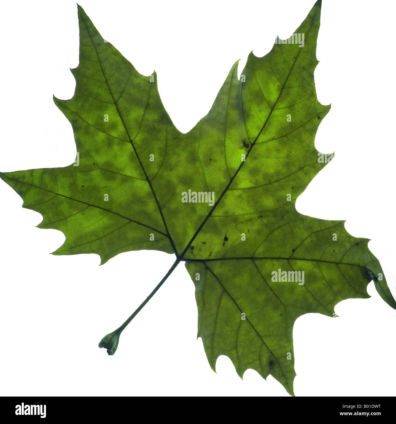 leaf isolated in a white background Stock Photo - Alamy