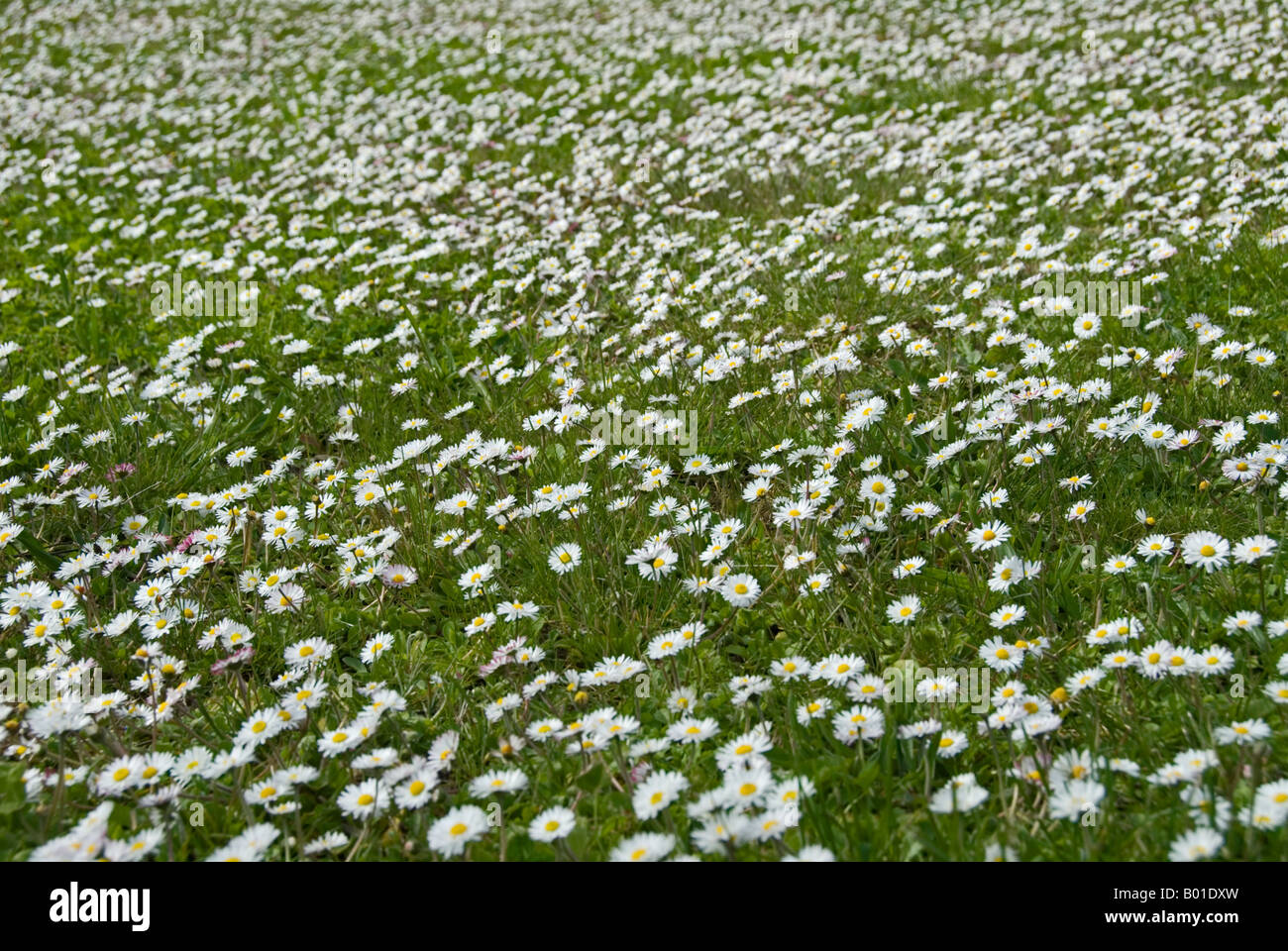 Stock photo of a field full of Daisies Stock Photo - Alamy