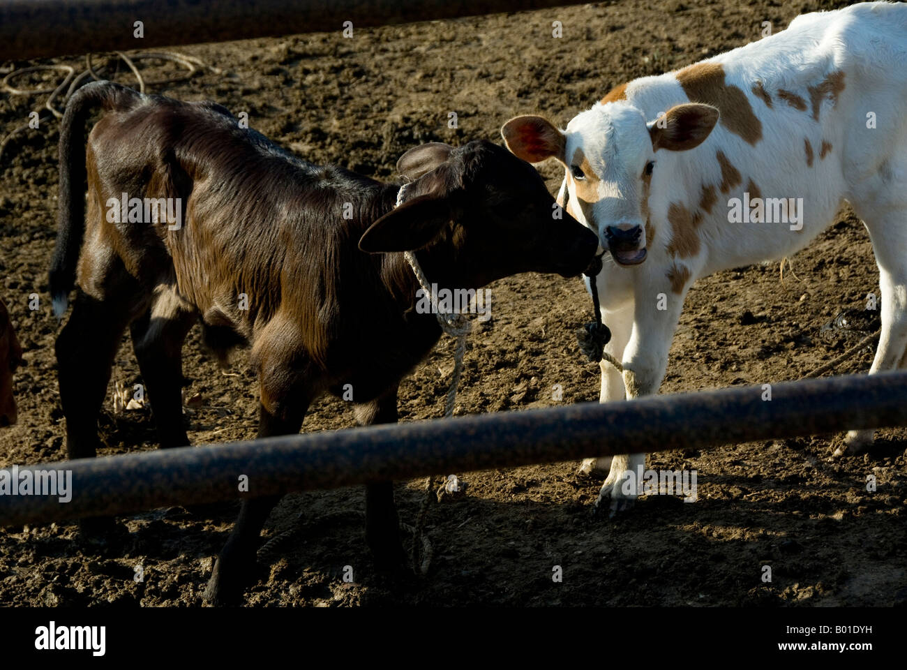Two milk cows hi-res stock photography and images - Alamy