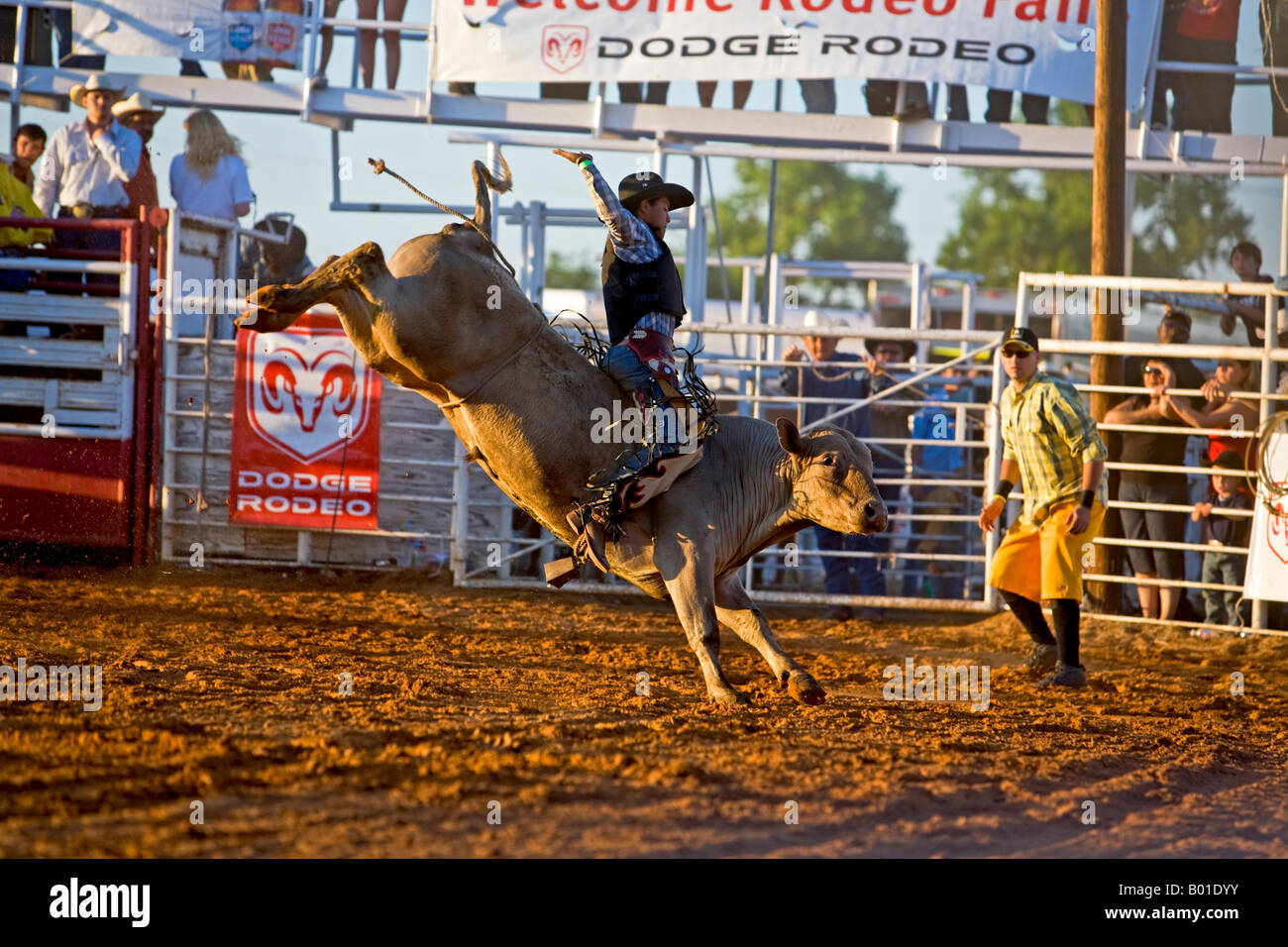 Kicking Bull High Resolution Stock Photography and Images - Alamy